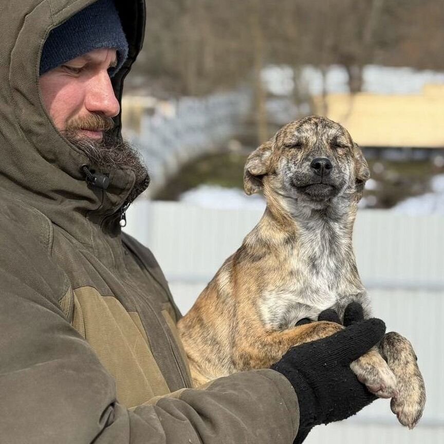 Щенок в добрые руки бесплатно