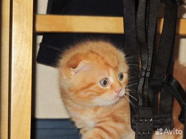 Рыжий вислоухий котик