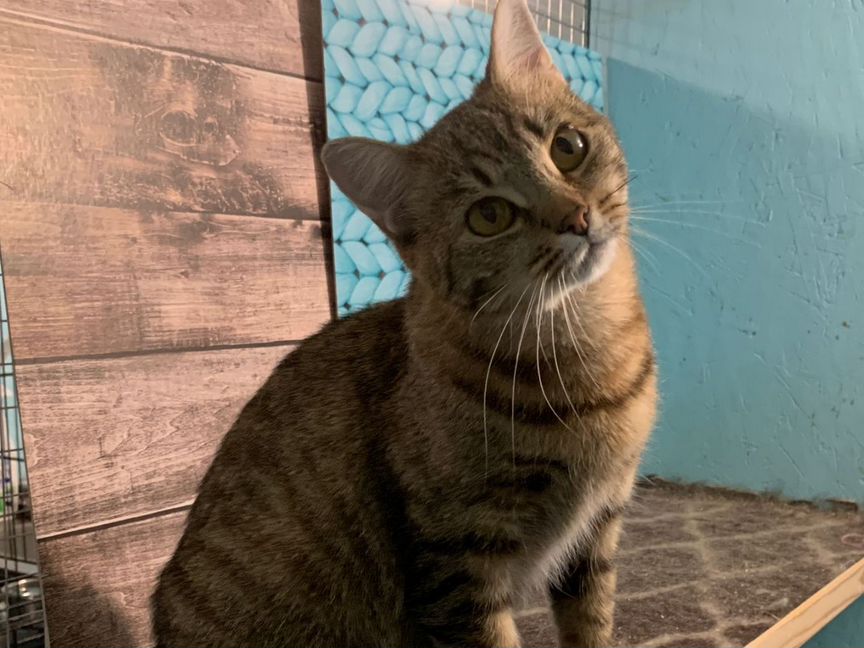 Кошечка ищет дом