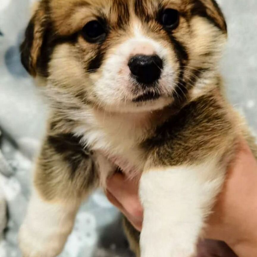 Щенки Вельш Корги Пемброк