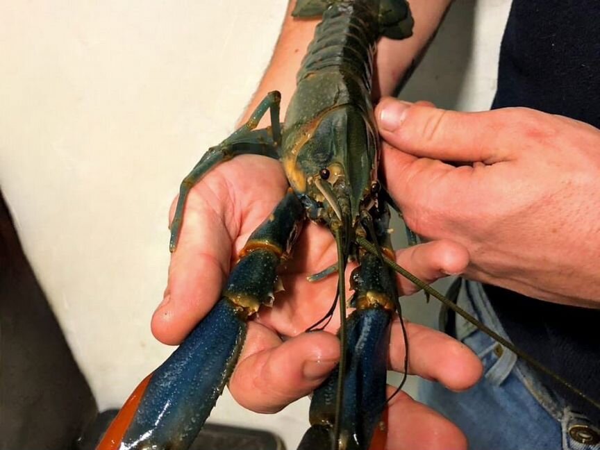 Аккр (маточное)