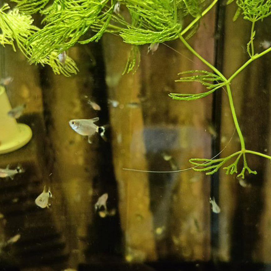 Аквариумное рыбки