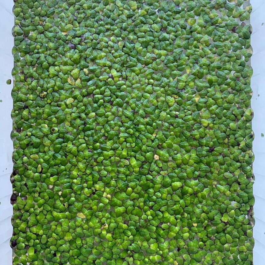 Аквариумное растение " Ряска"