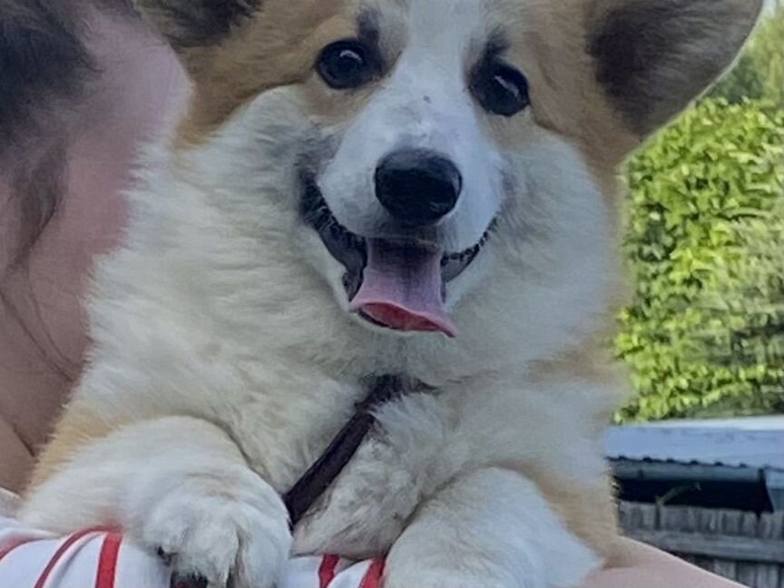 Вельш Корги Пемброк