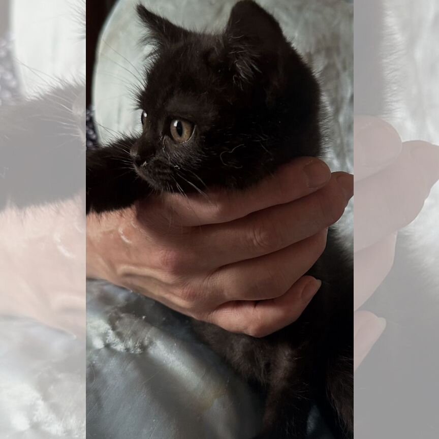Котенок девочка