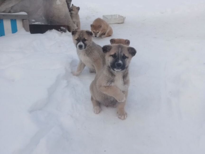 Собака алабай щенки