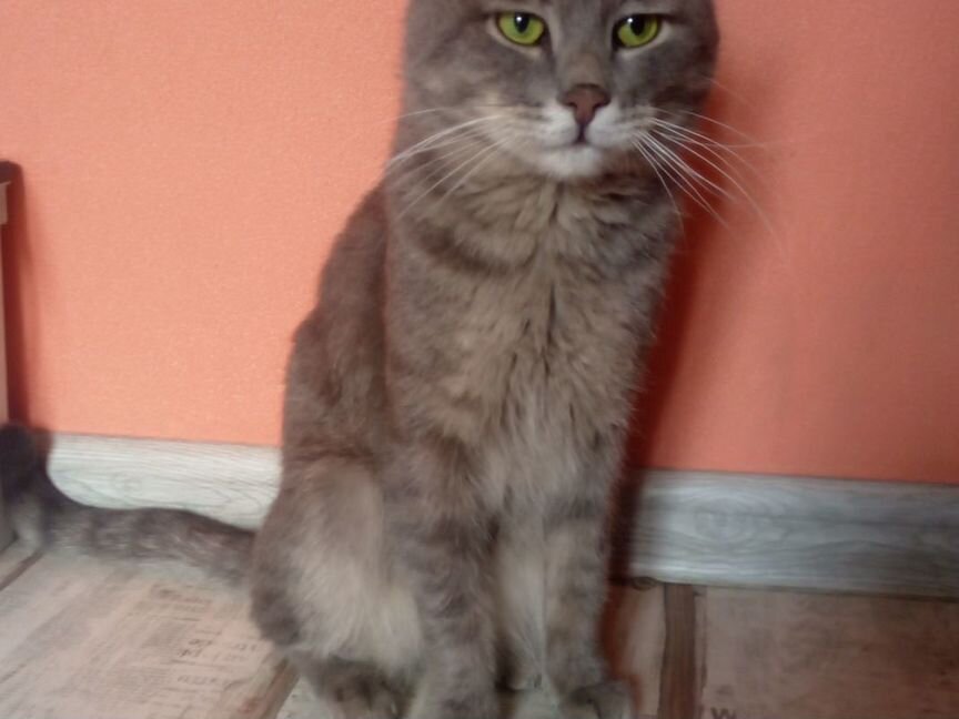 Кот котик ласковый нежный зверь Сурок