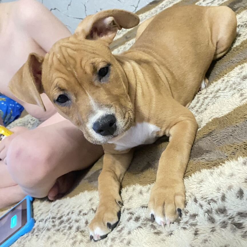 Американский стаффордширский терьер, щенок