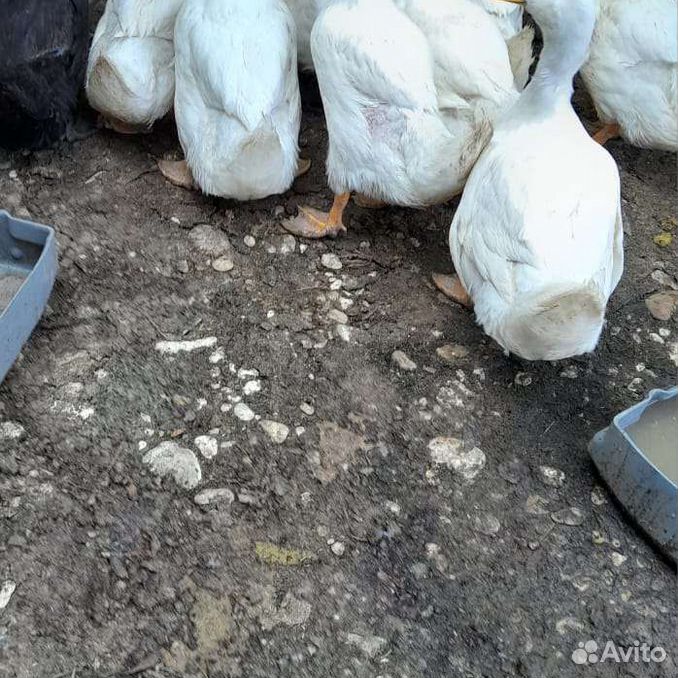 Продается утки большие