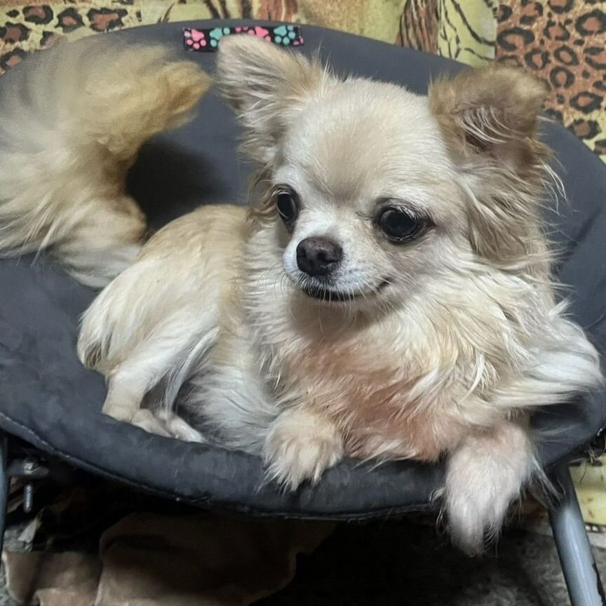 Чихуахуа Эва