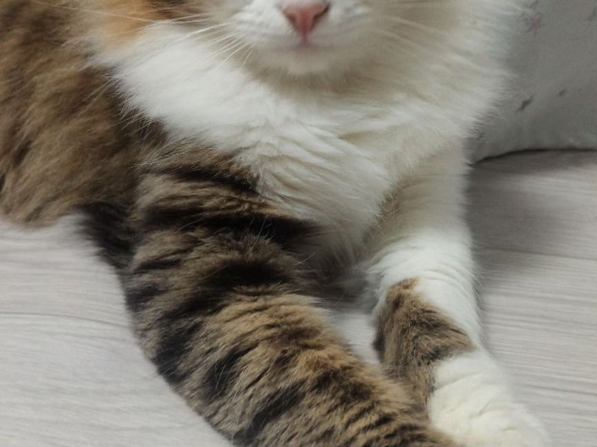 Котик найден