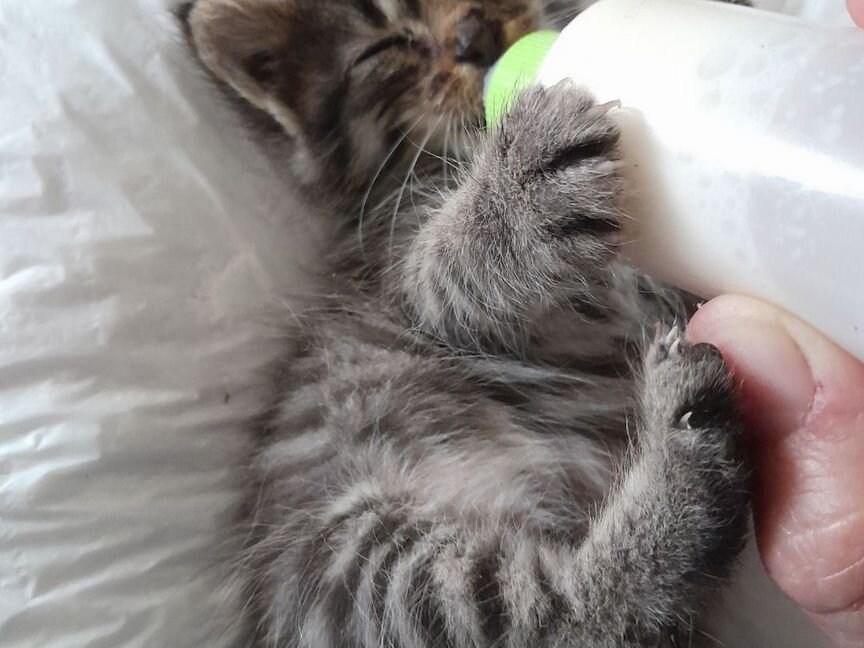 Котёнок