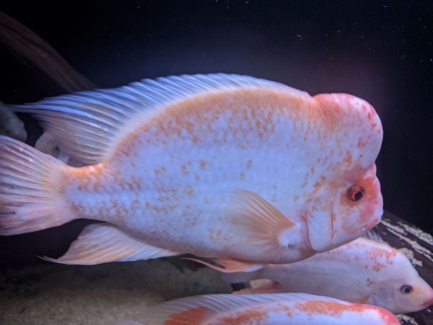 Цитрон, цитроновая цихлозома