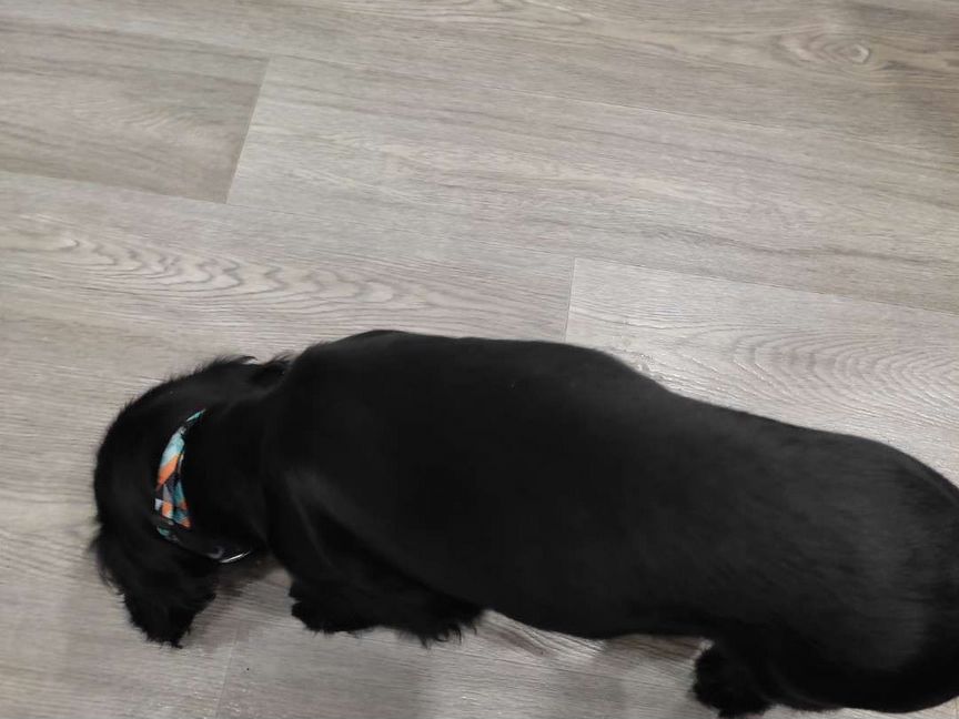 Собаки щенки