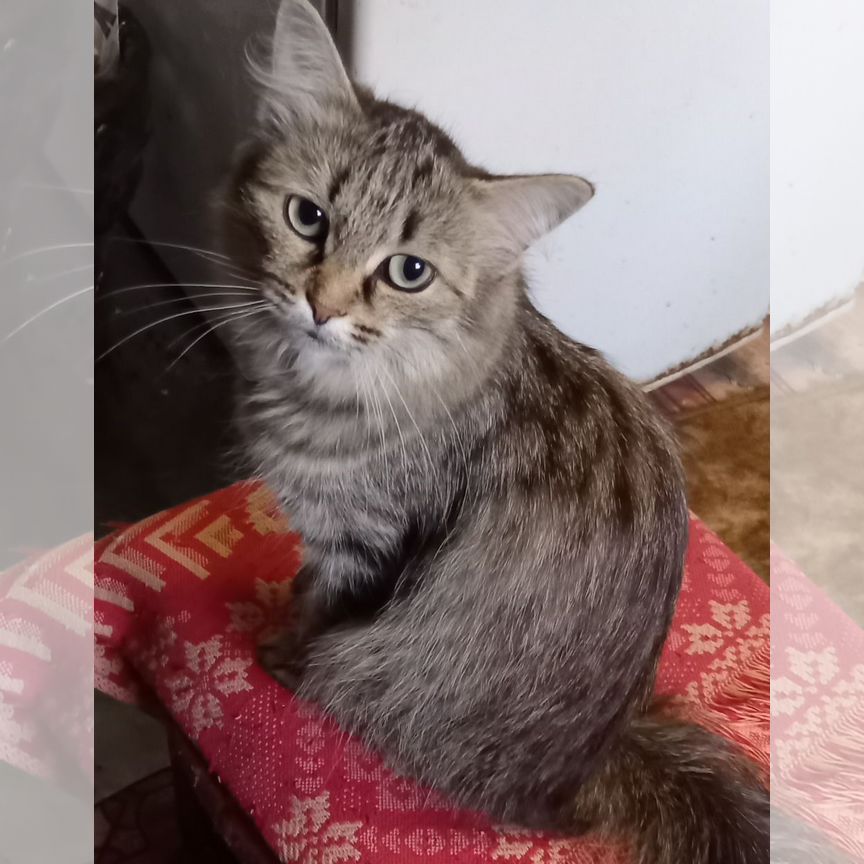 Кошечка в частный Дом