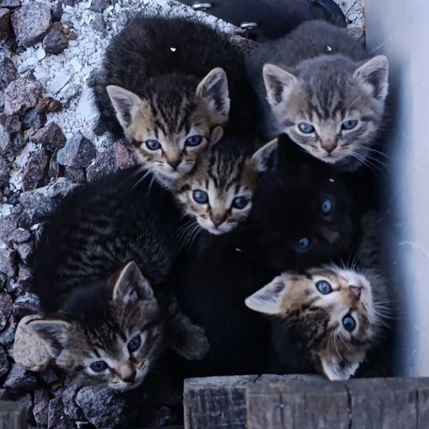 Котёнок в добрые руки