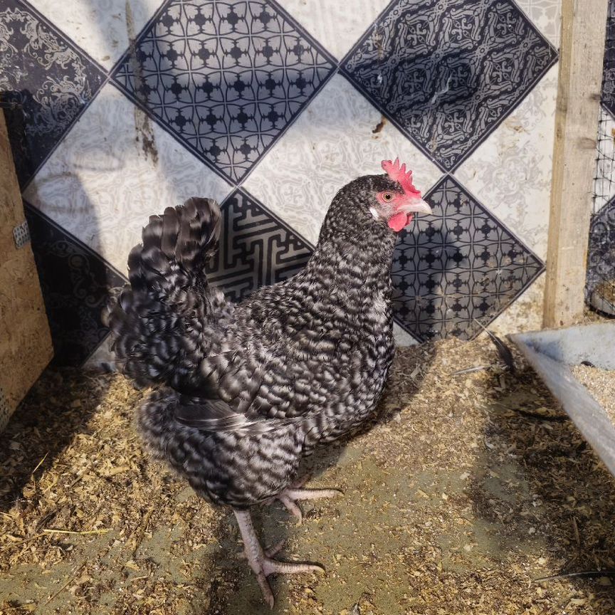 Куры несушки