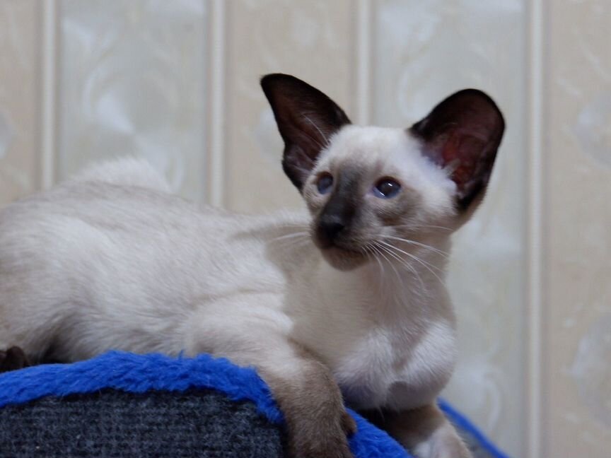 Сиамский котик
