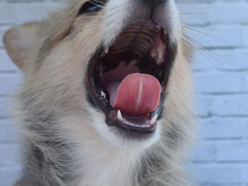 Корги мальчуган