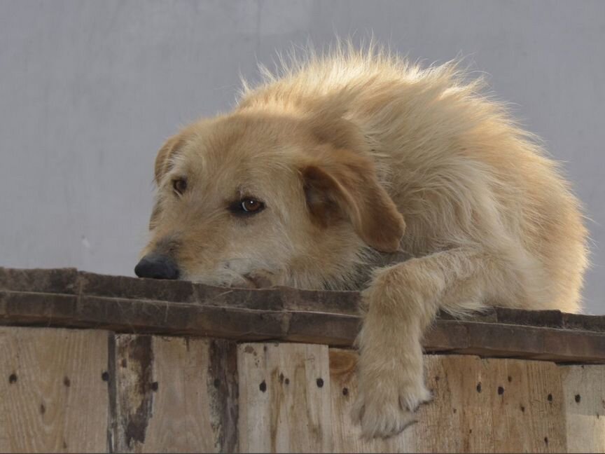 Кузя