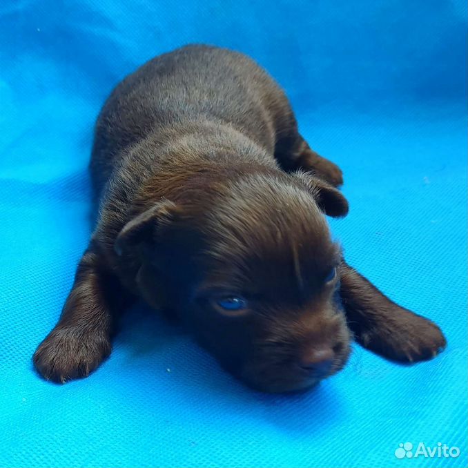 Ксолоитцкуинтли мини