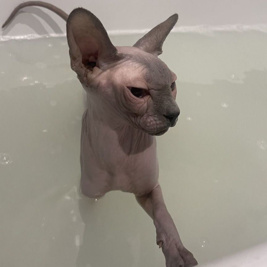 Кошка Вонючка