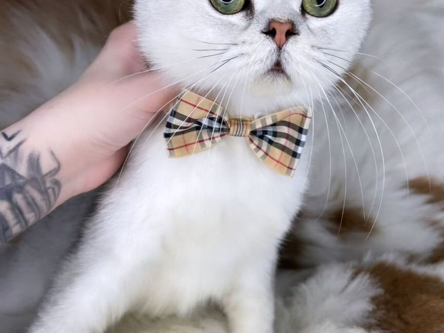 Котик с изумрудными глазками