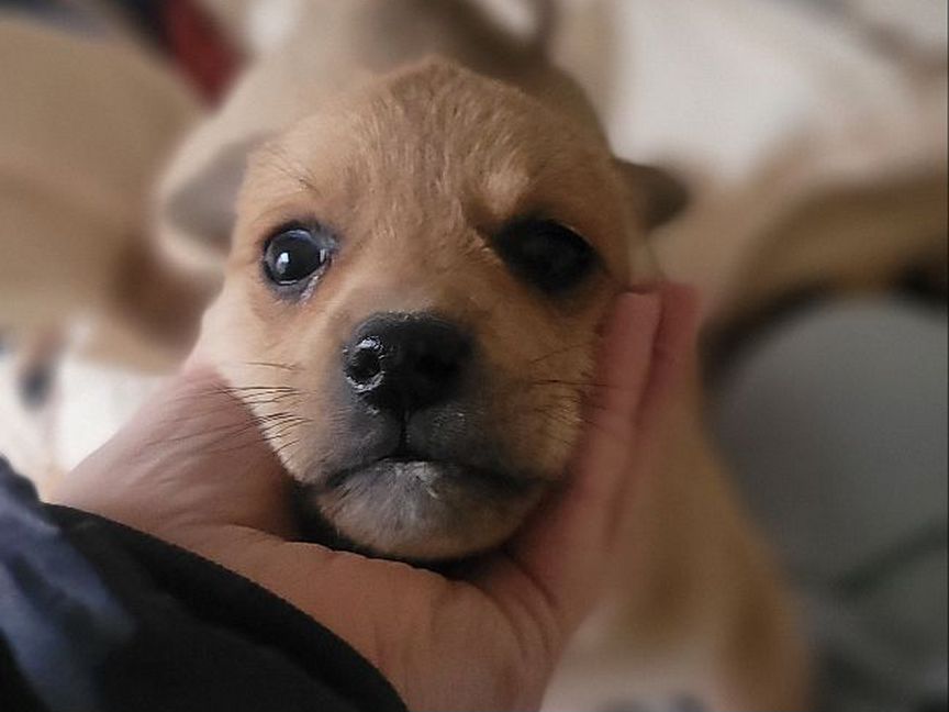 Щенок мальчик 2мес