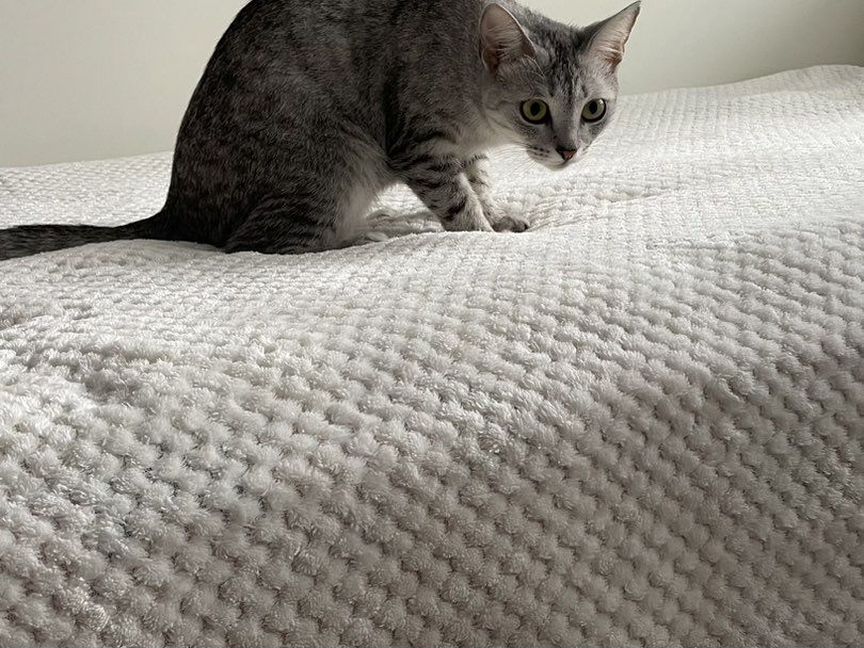 Кошка в дар