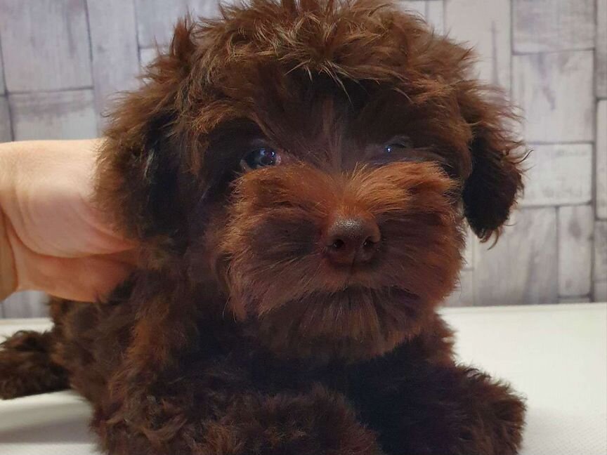 Мальчик мальтипу F1 шоколадного окраса