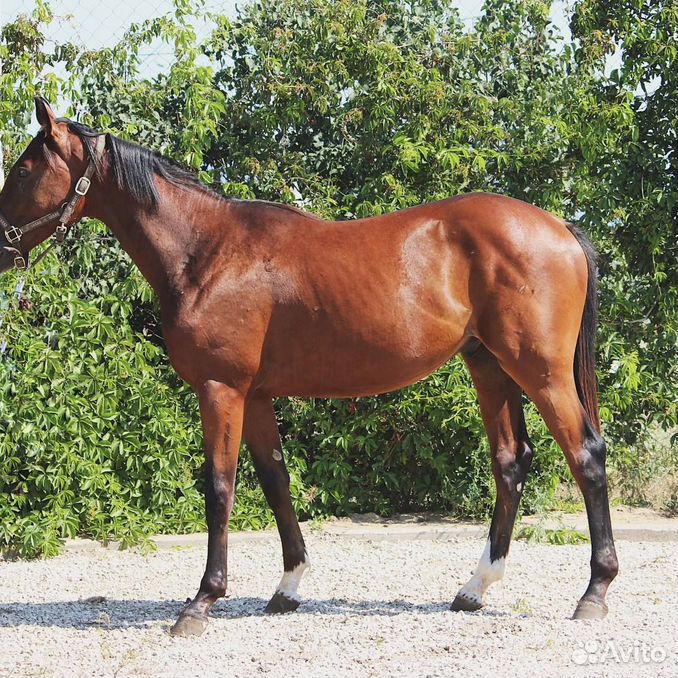 Спортивная лошадь