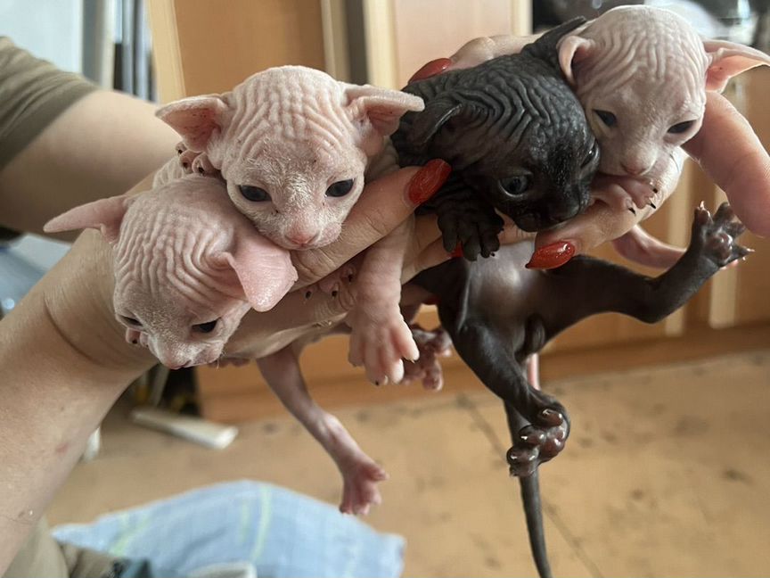 Канадский сфинкс