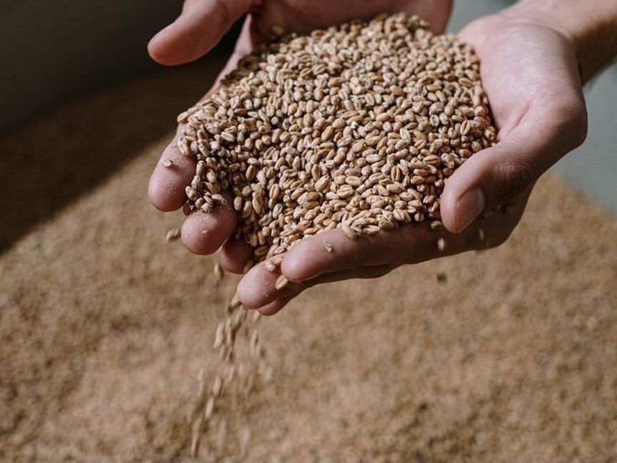 Зерно пшеница 3 класс