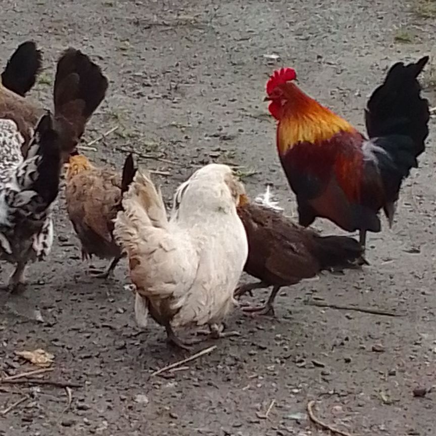 Куры бентамка