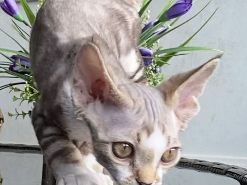 Шоколадный мрамор биколор мальчик