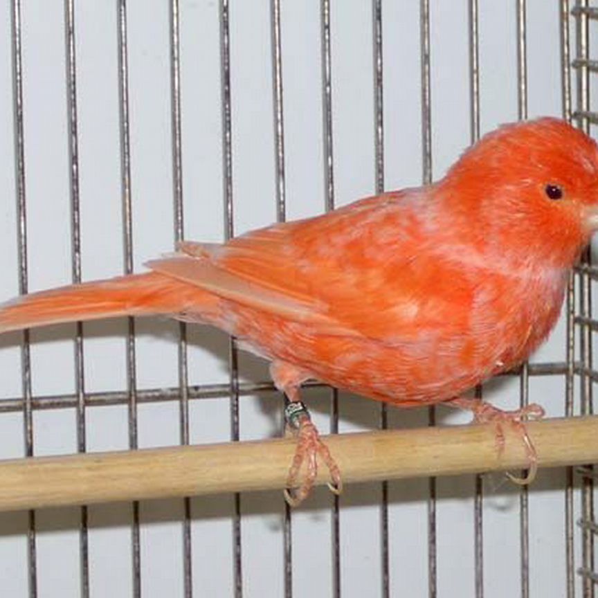 Канарейка самка