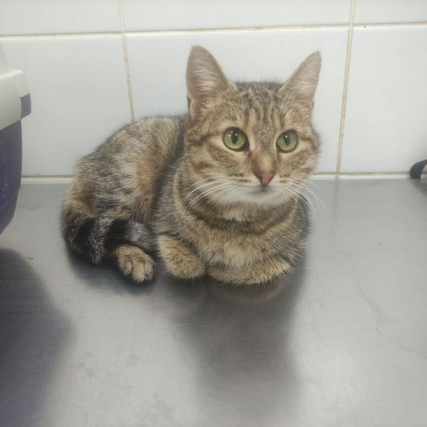 В добрые руки