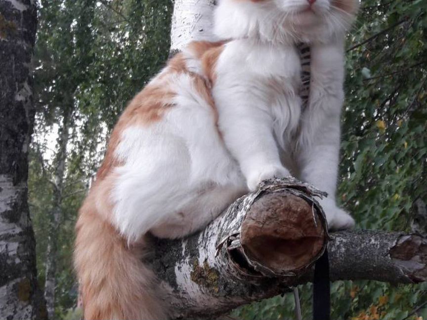 Молодой котик ищет дом