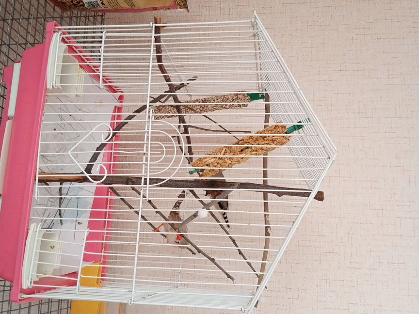 Клетка и две амадины