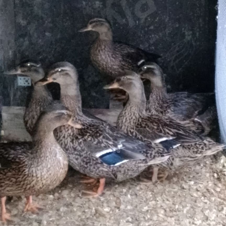 Подсадные утки для охоты