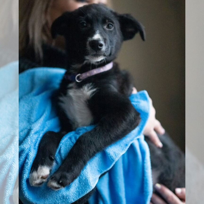 Щенок в добрые руки