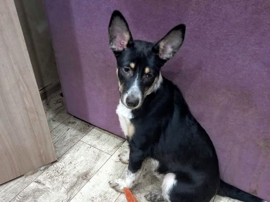 Собака в добрые руки