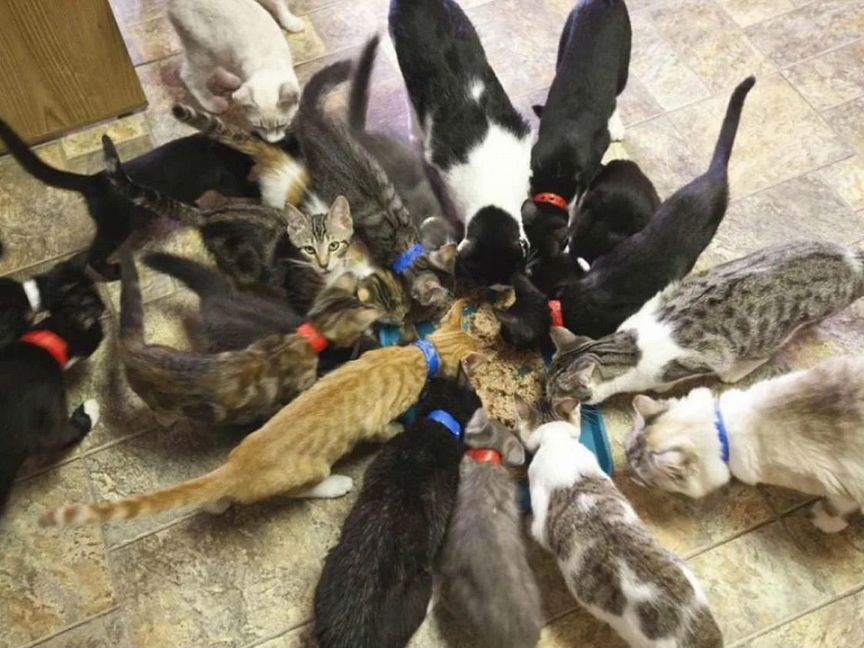 Дайте шанс котику из приюта