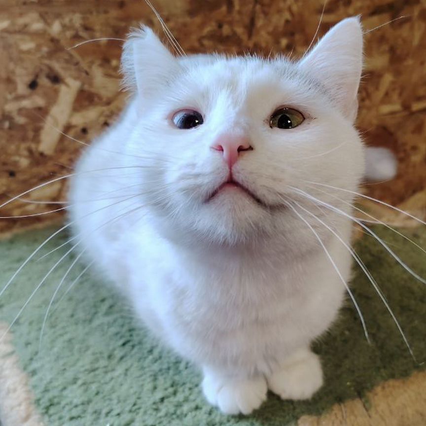 Взрослая кошка от частного владельца