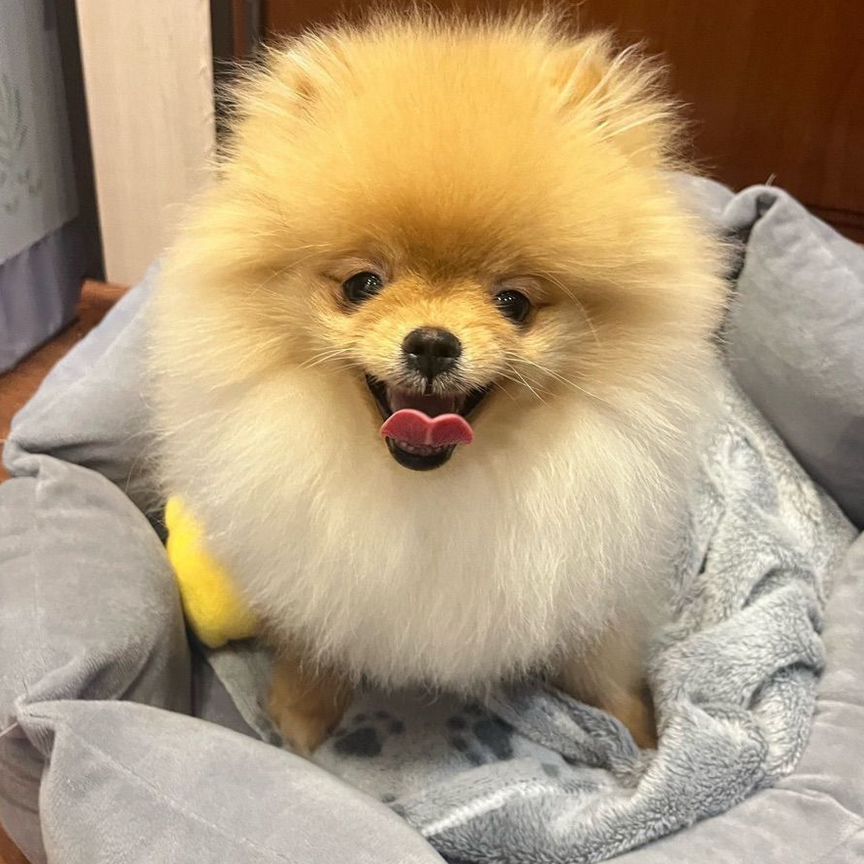 Померанский шпиц, щенок