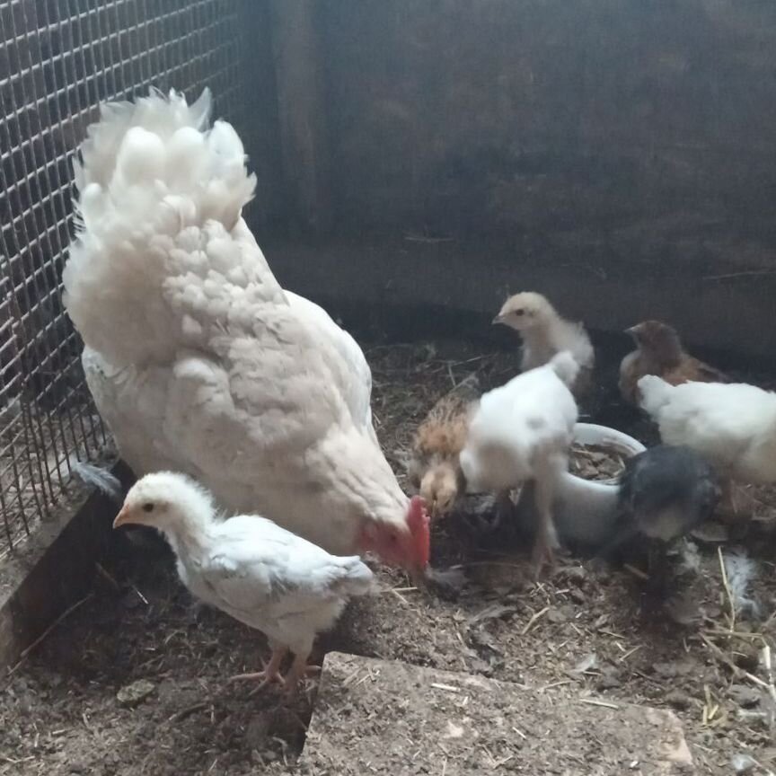 Продам курочку с цыплятами