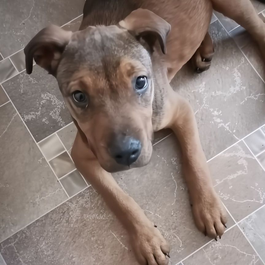 Щенок в добрые руки