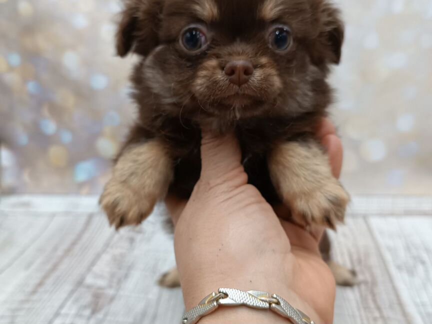 Собака
