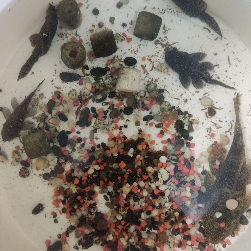 Аквариумные сомы