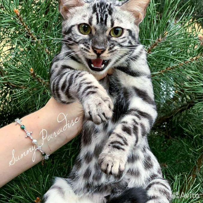 Бенгальская кошечка серебро уголь
